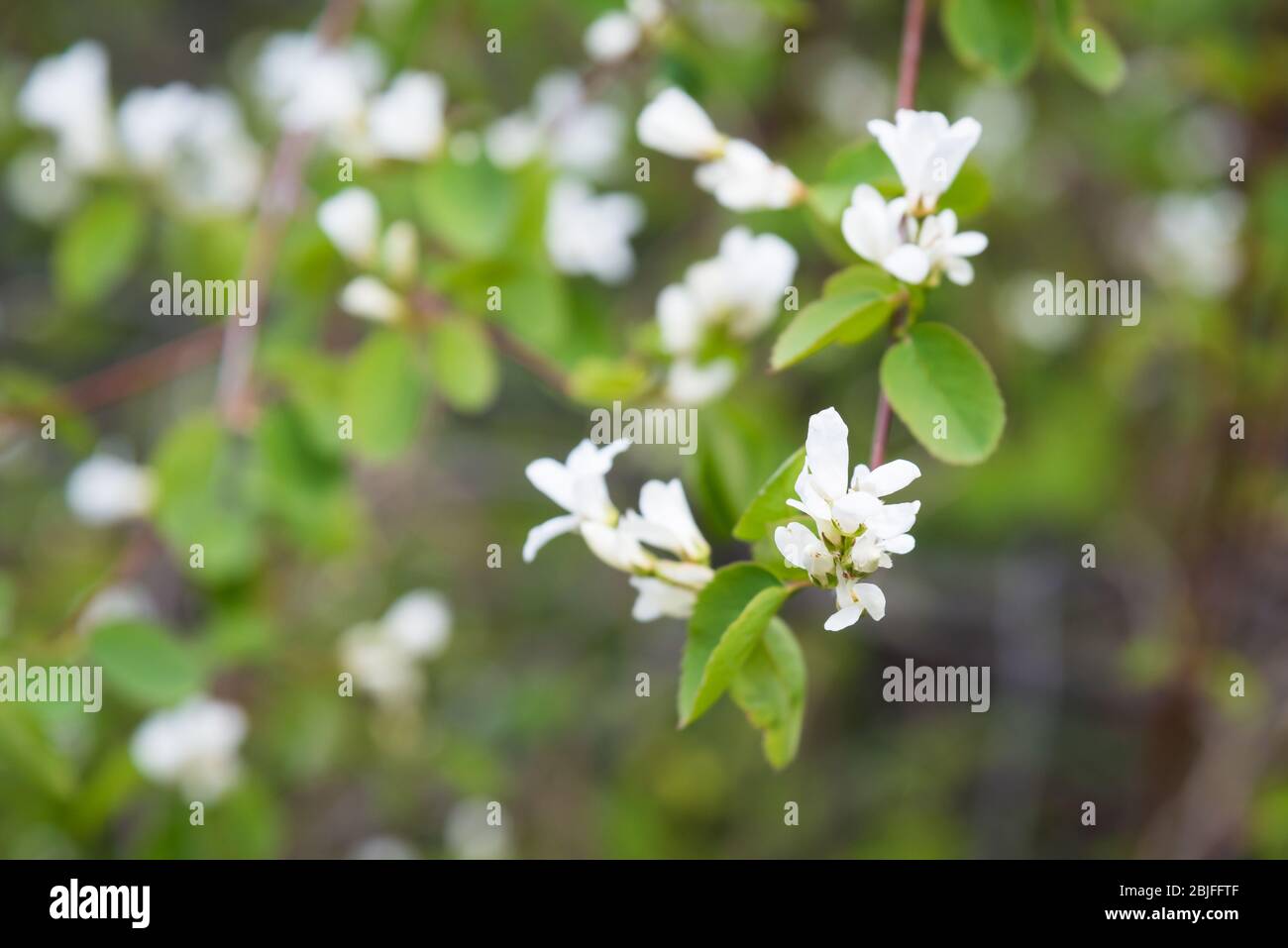 Okanagan wild flowers hi-res stock photography and images - Alamy