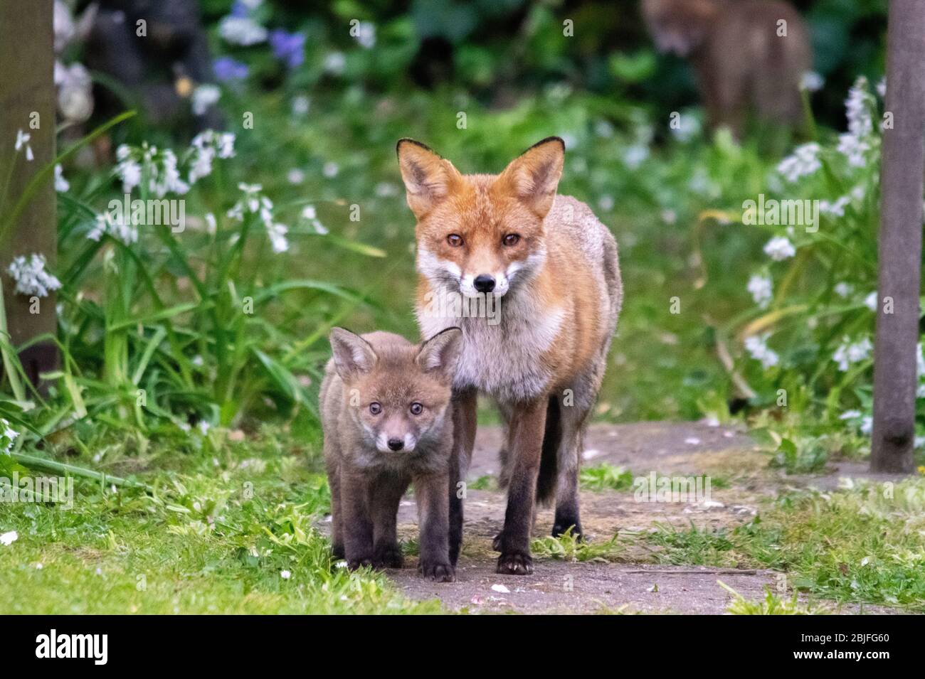 Fox cubs with mother hi-res stock photography and images - Alamy