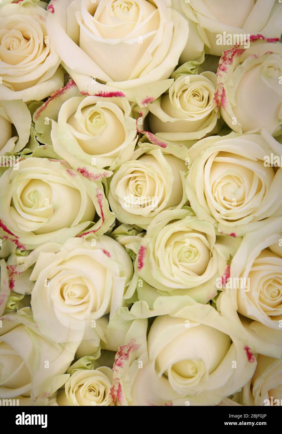 Beautiful roses, closeup Stock Photo - Alamy