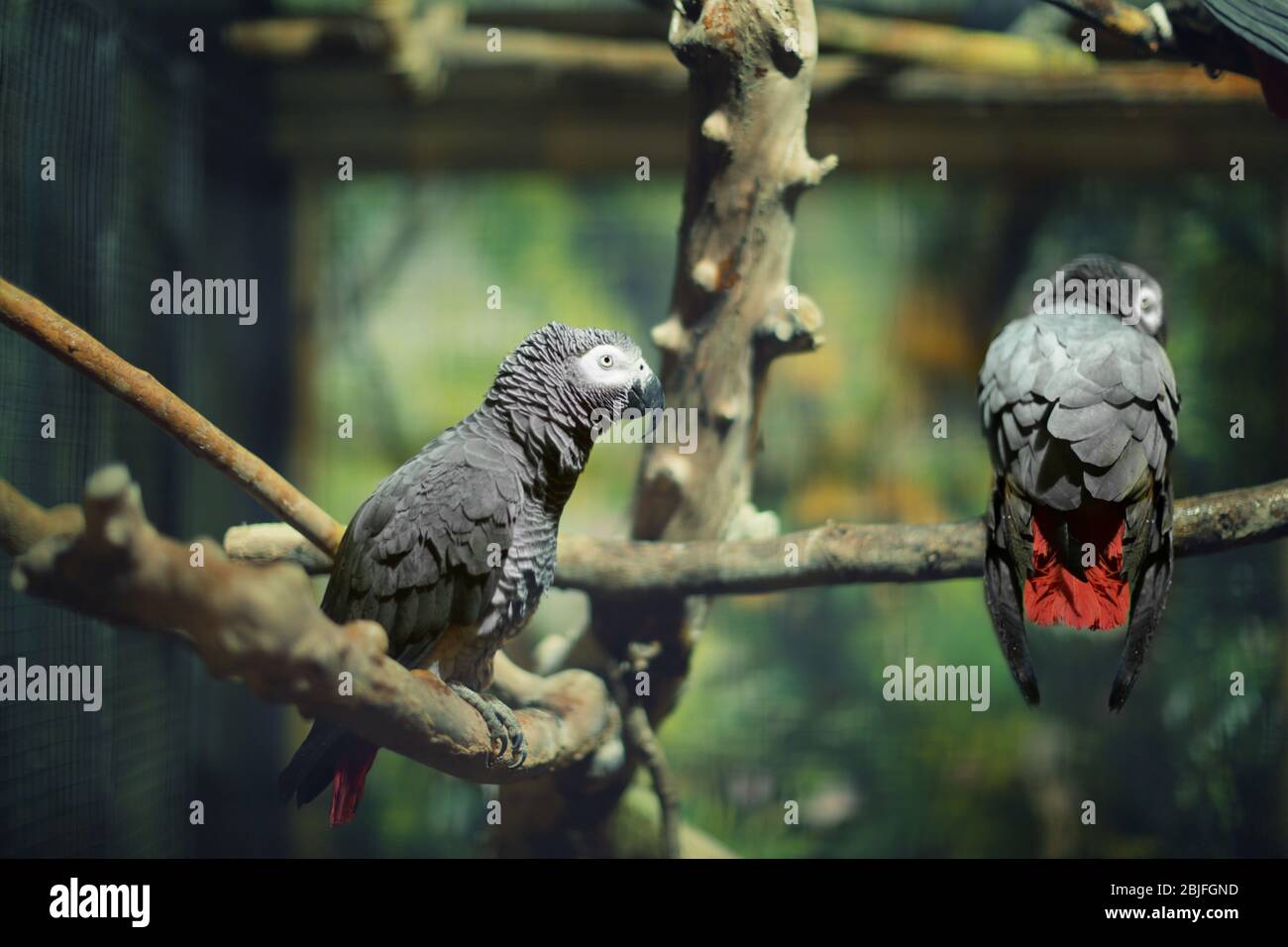 Cute Jaco parrots in zoo Stock Photo - Alamy