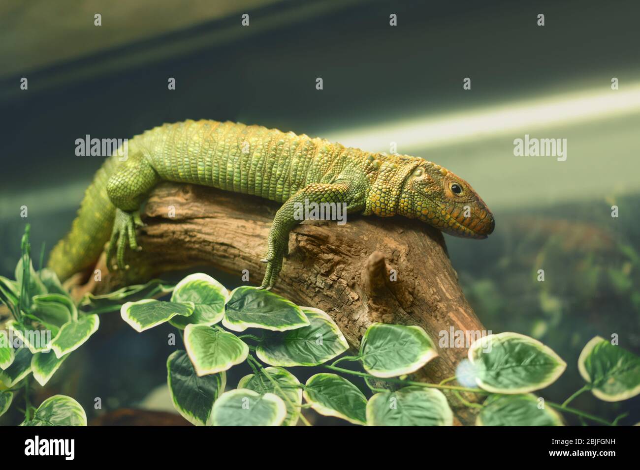 Beautiful lizard in zoo Stock Photo - Alamy