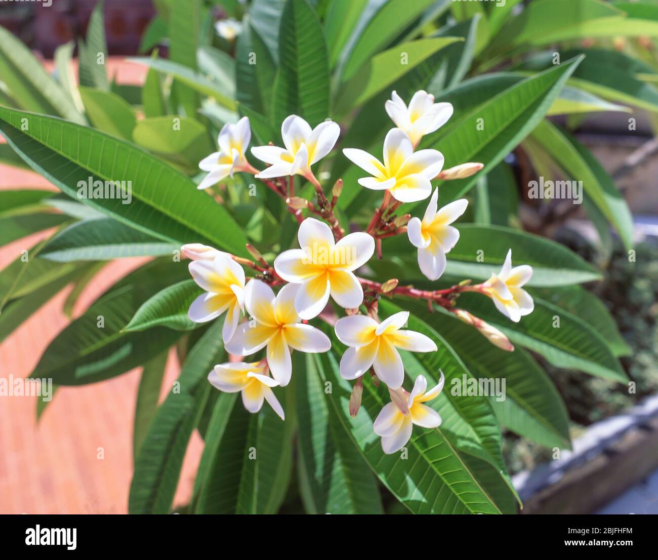 Bali flowers plumeria flowers bali hi-res stock photography and images ...