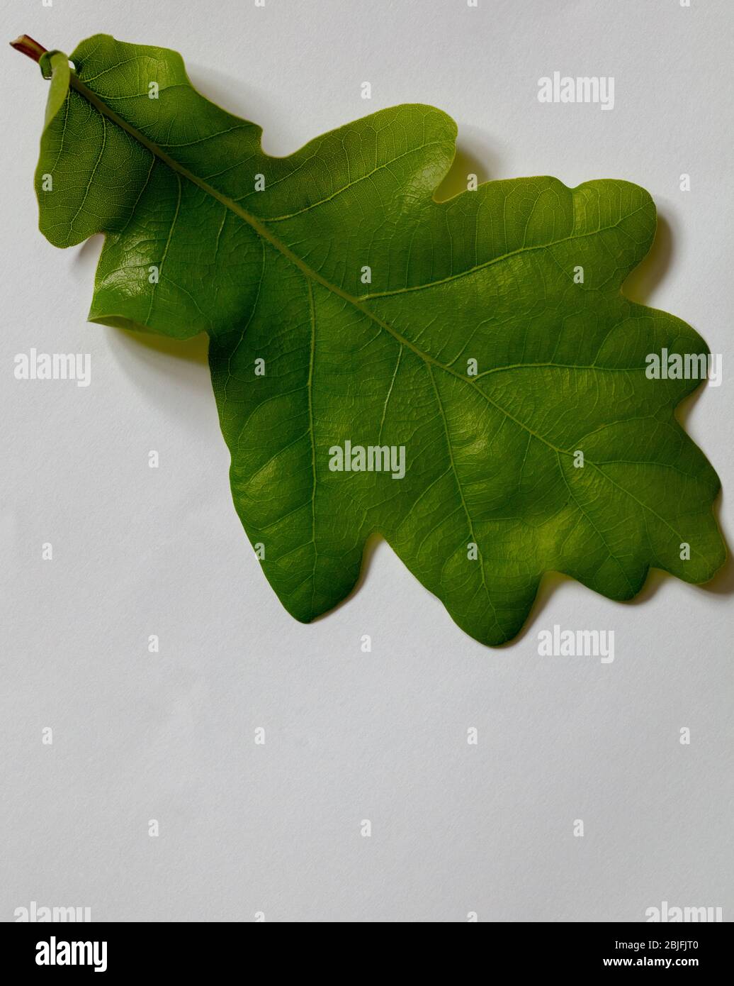 Oak leaf seen from above in spring Stock Photo - Alamy