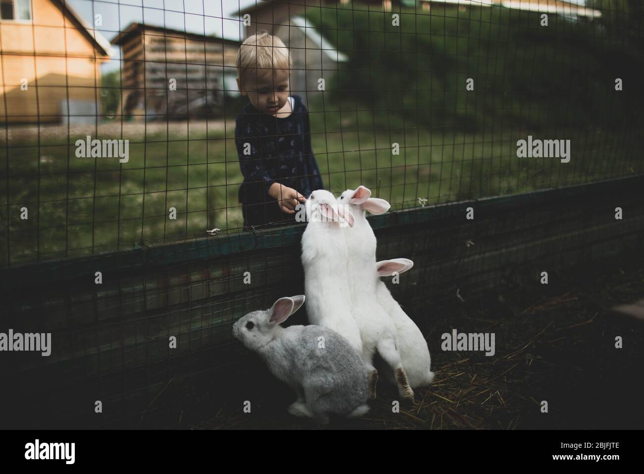 A little blond boy feeds four rabbits in a cage with grass Stock Photo ...