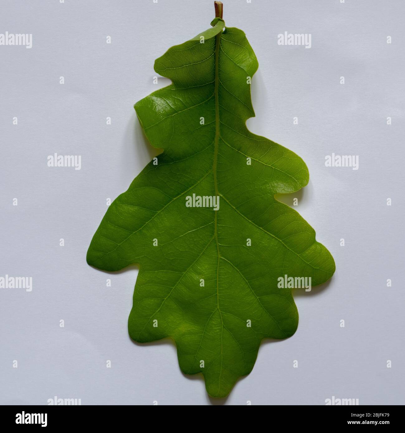 Single oak tree from above hi-res stock photography and images - Alamy