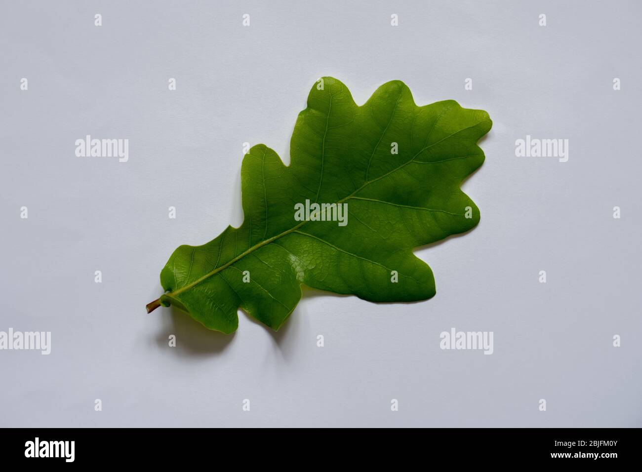 Oak leaf seen from above in spring Stock Photo - Alamy