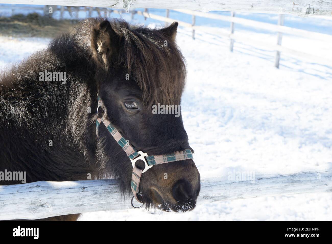 Beautiful pony in zoo Stock Photo - Alamy