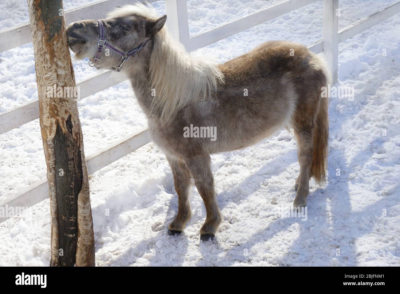 Beautiful pony in zoo Stock Photo - Alamy