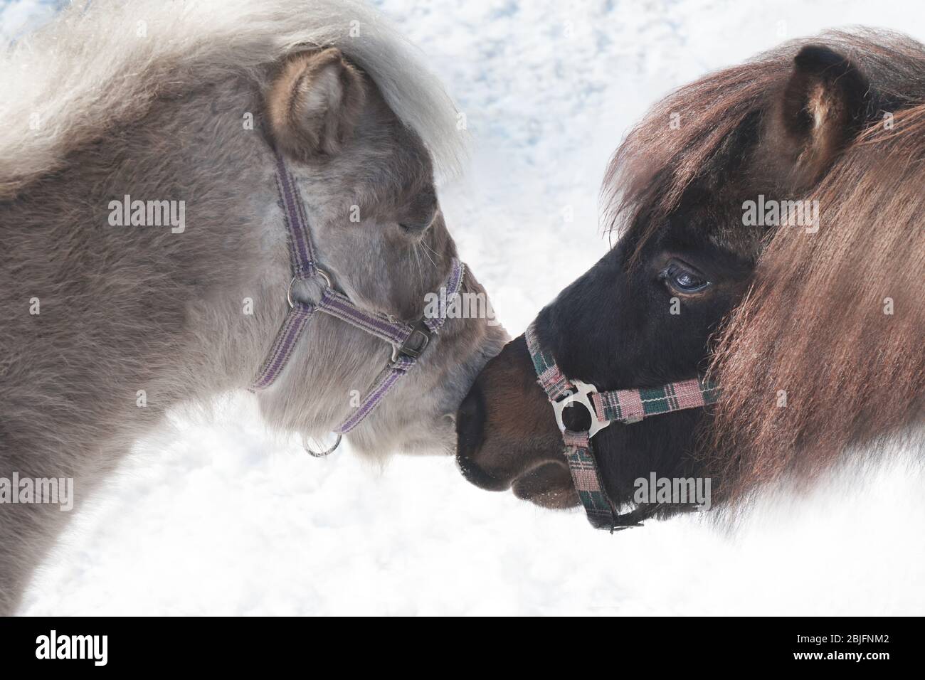 Beautiful ponies hi-res stock photography and images - Alamy
