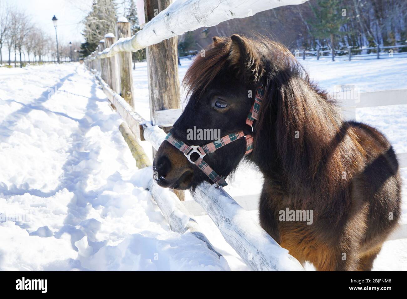 Beautiful pony in zoo Stock Photo - Alamy
