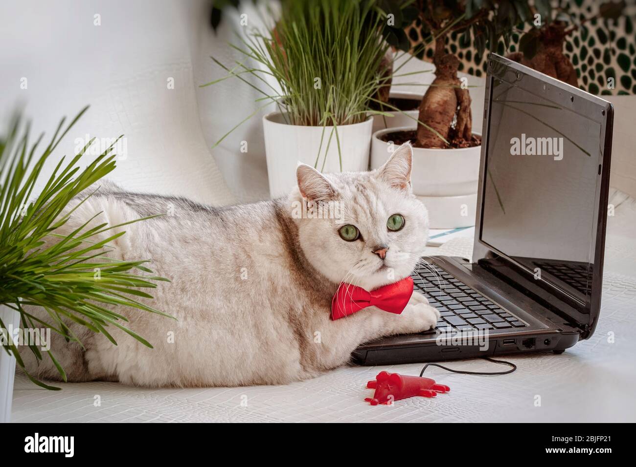Massive, respectable cat in the red bow tie next to the laptop and ...