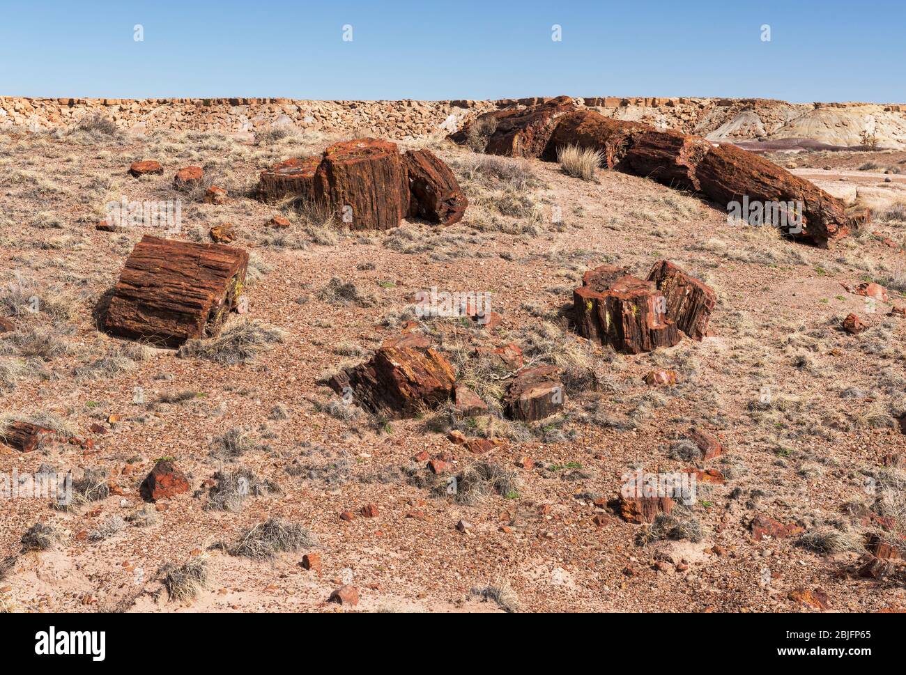 Petrified Forest National Park has the largest concentration of ...