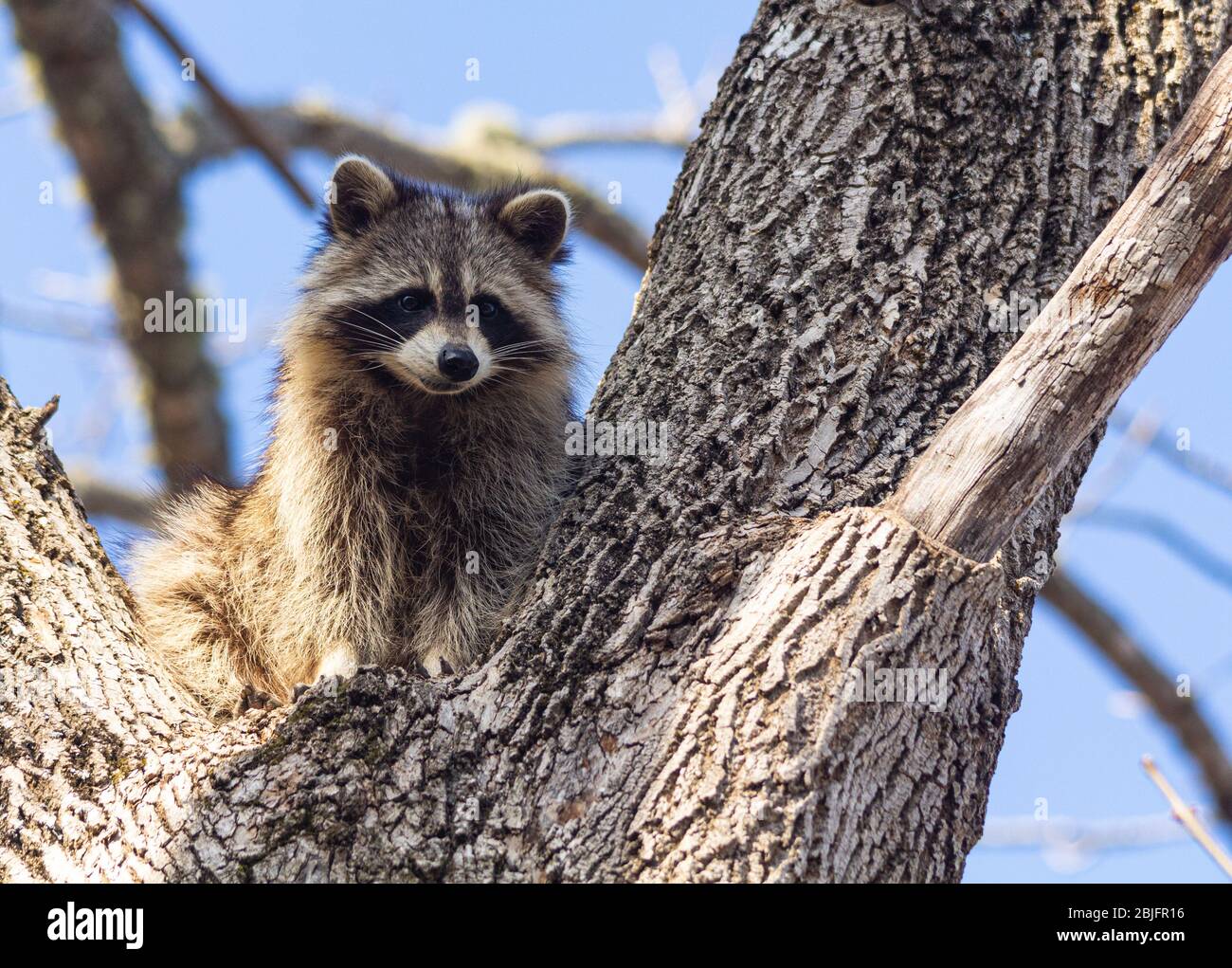 Closeup of a young raccoon in the branch of a tree Stock Photo - Alamy