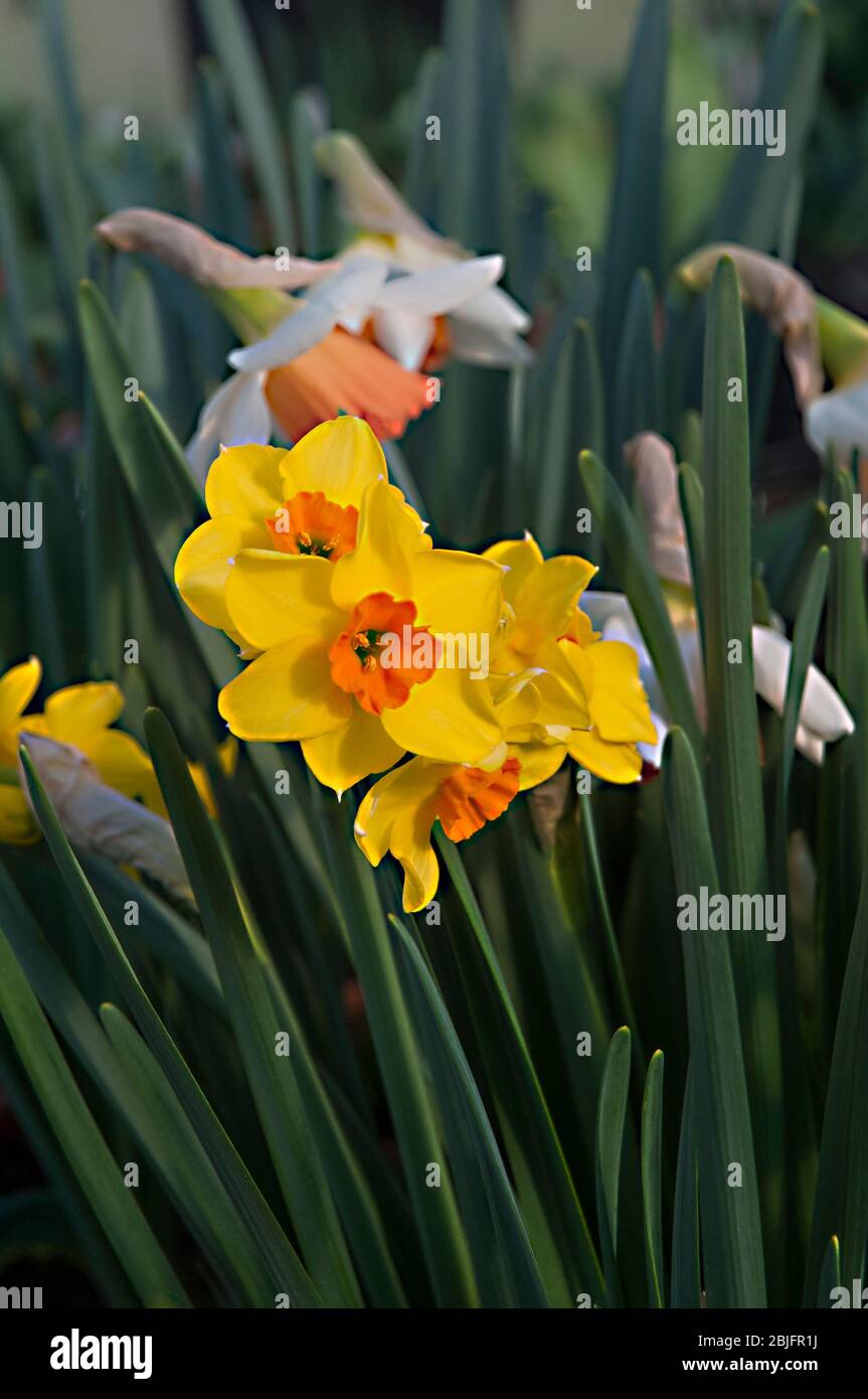Large cupped group hi-res stock photography and images - Alamy