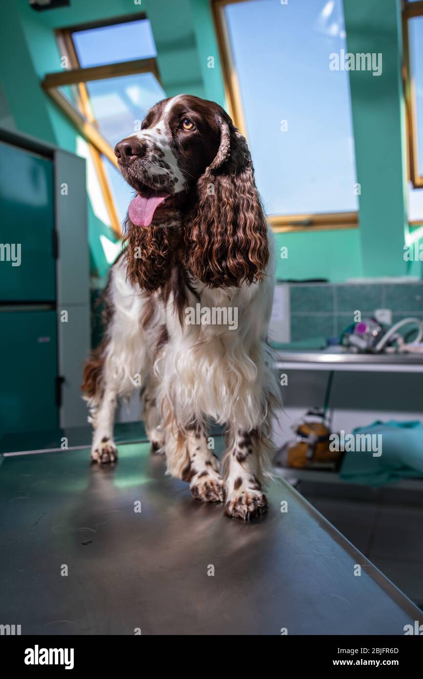 Cute English Cocker Spaniel in a vet clinic waiting for a minor surgery ...