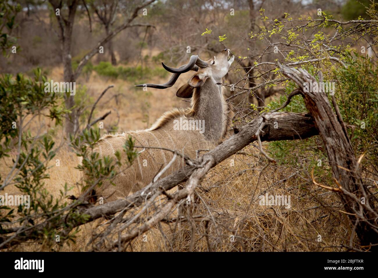 A wild life hi-res stock photography and images - Alamy
