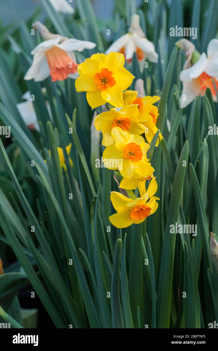 Large cupped narcissus fortune hi-res stock photography and images - Alamy