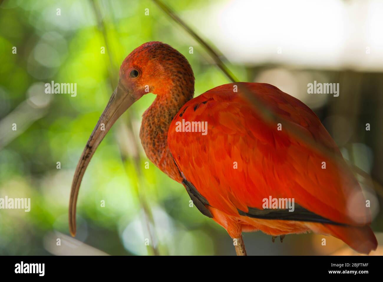 African ibis hi-res stock photography and images - Alamy