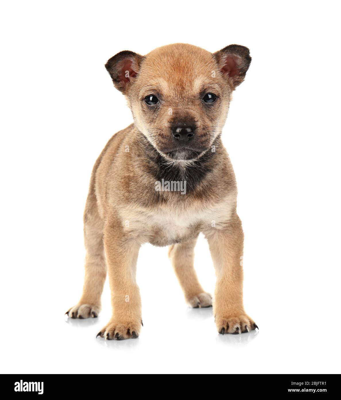 Cute dog gift home Cut Out Stock Images & Pictures - Alamy