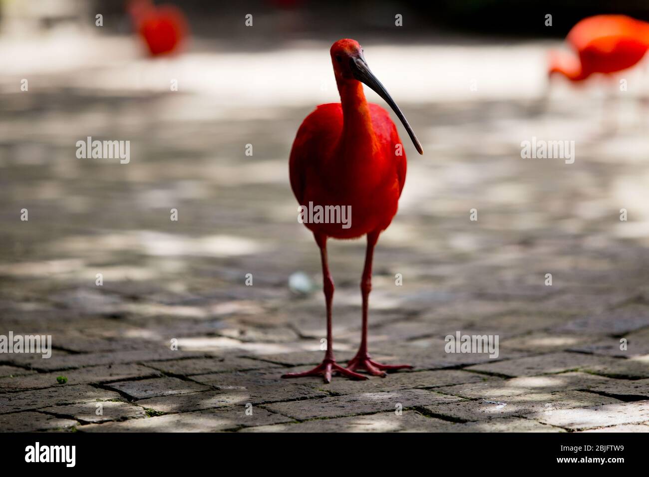 African ibis hi-res stock photography and images - Alamy