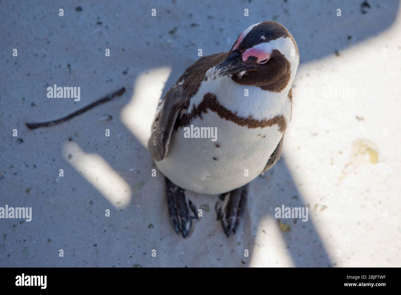 Little penguin looks hi-res stock photography and images - Alamy