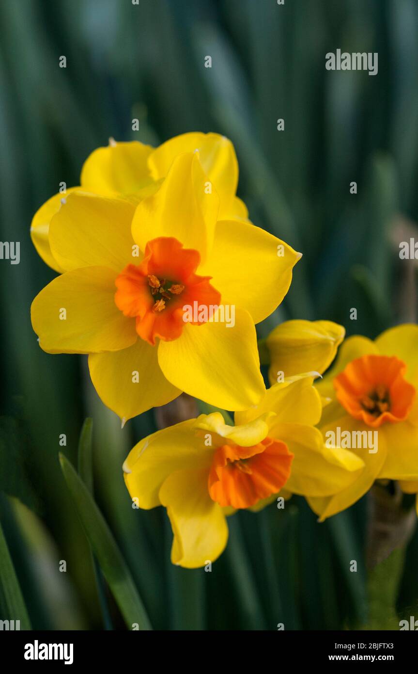 Fortune daffodil hi-res stock photography and images - Alamy
