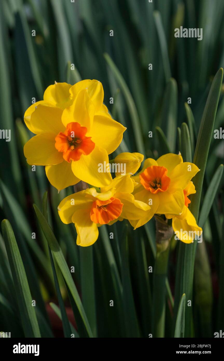 Large cupped narcissus fortune hi-res stock photography and images - Alamy
