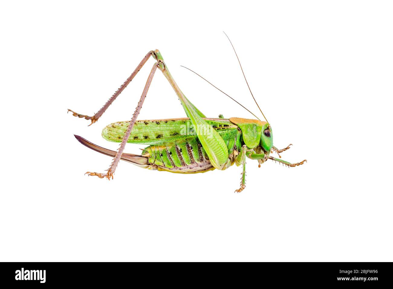 Green Locust Acrididae Grasshopper Pest Insect Isolated on White Stock ...