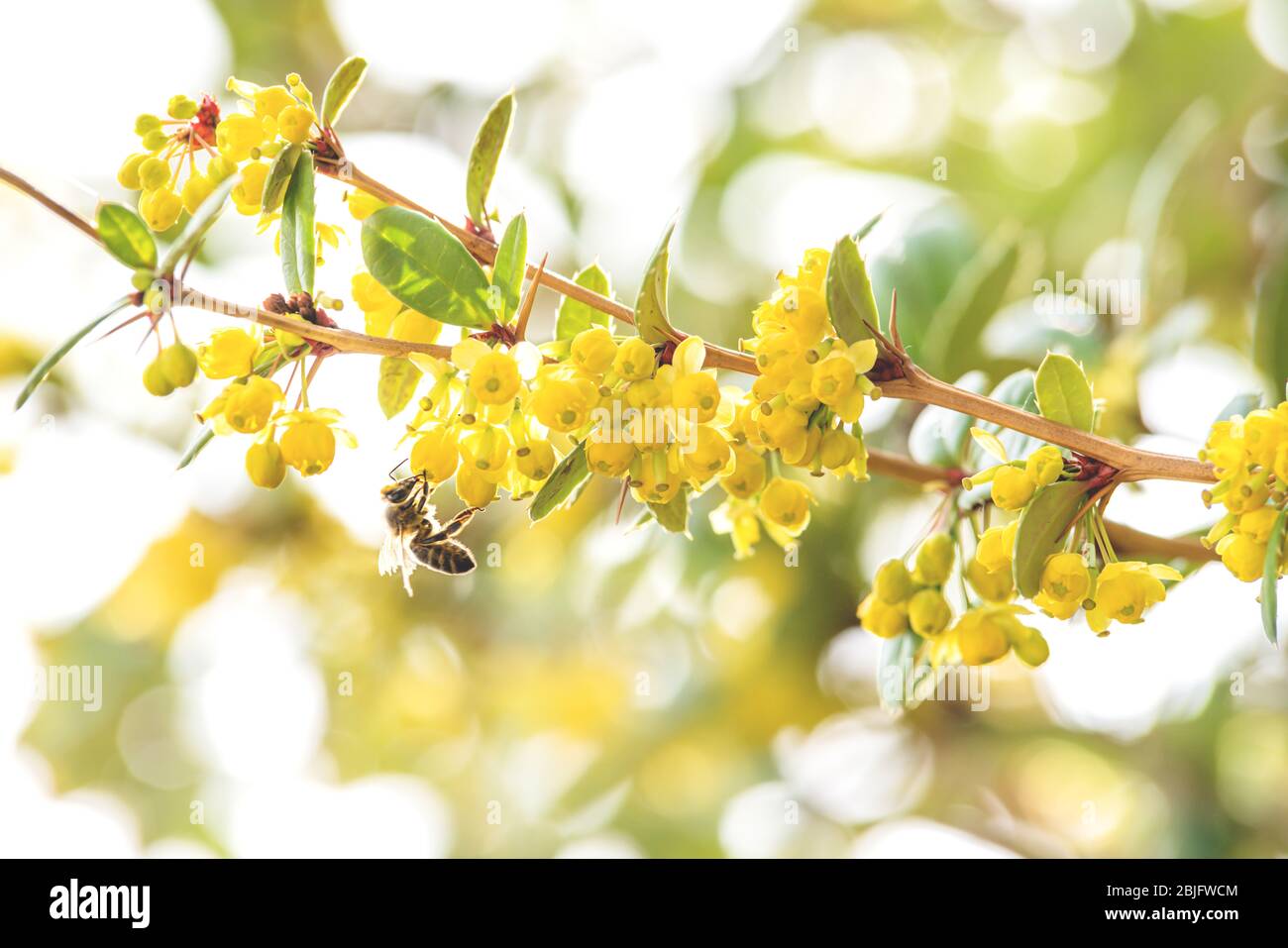 Detail bee broken wings hi-res stock photography and images - Alamy