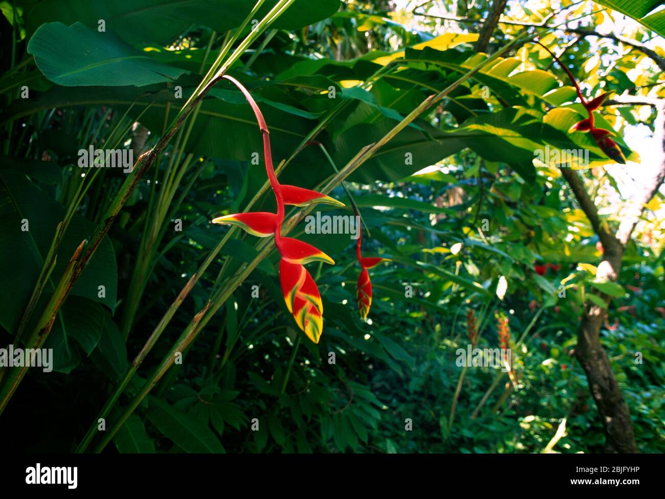 Soufriere Diamond Botanical Gardens St Lucia Tropical Flower Stock ...