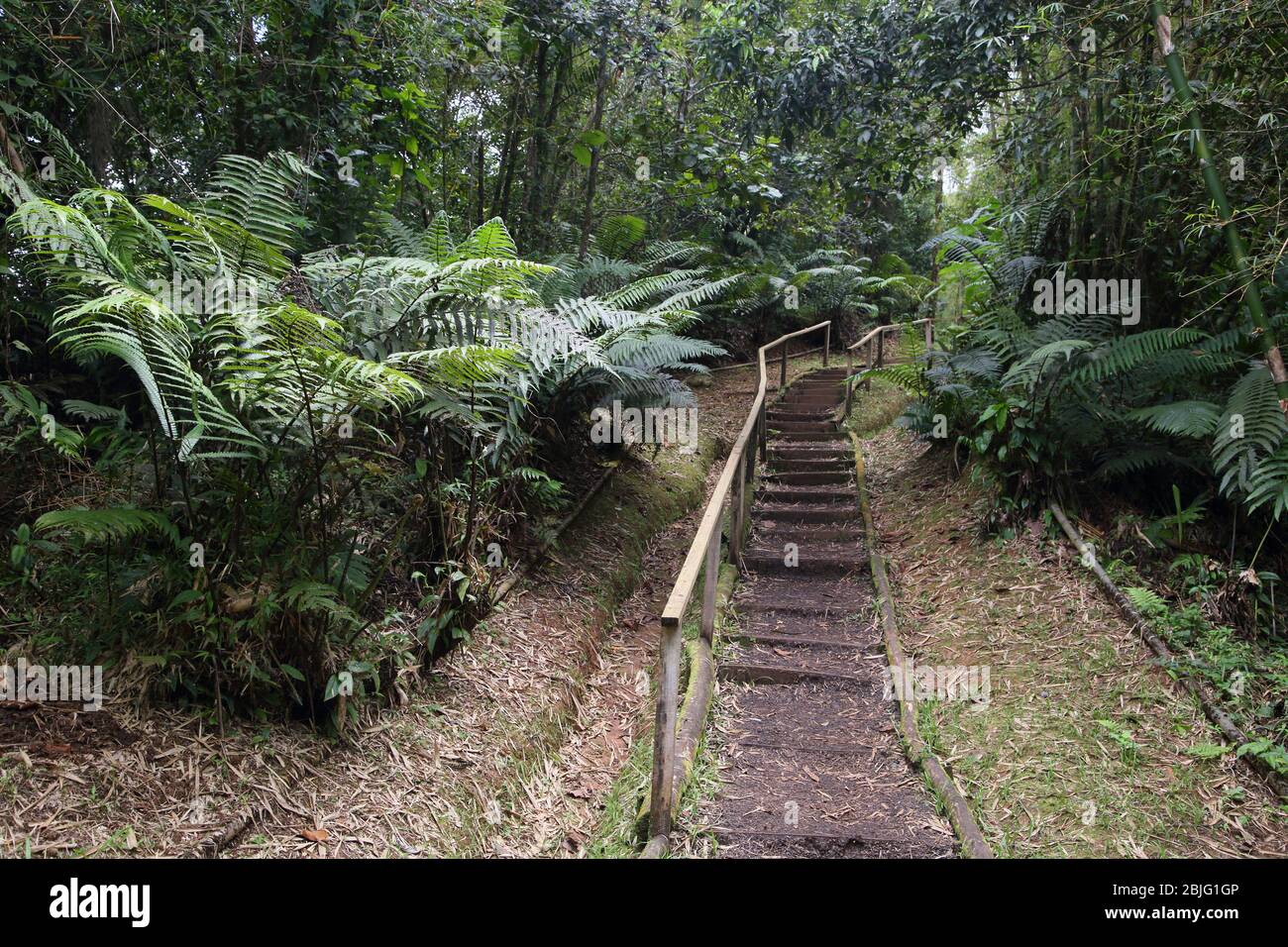 Grand Etang Forest Reserve Grenada Stock Photo - Alamy