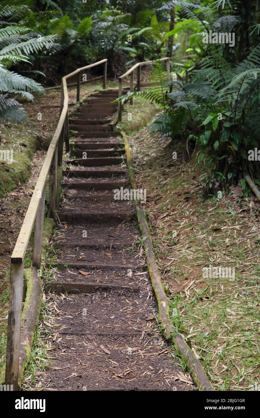 Grand Etang Forest Reserve Grenada Steps Stock Photo - Alamy