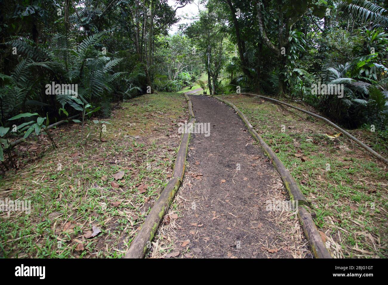 Grand Etang Forest Reserve Grenada Stock Photo - Alamy