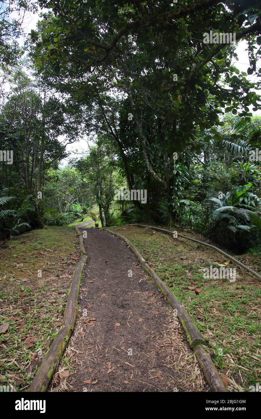 Grand Etang Forest Reserve Grenada Stock Photo - Alamy