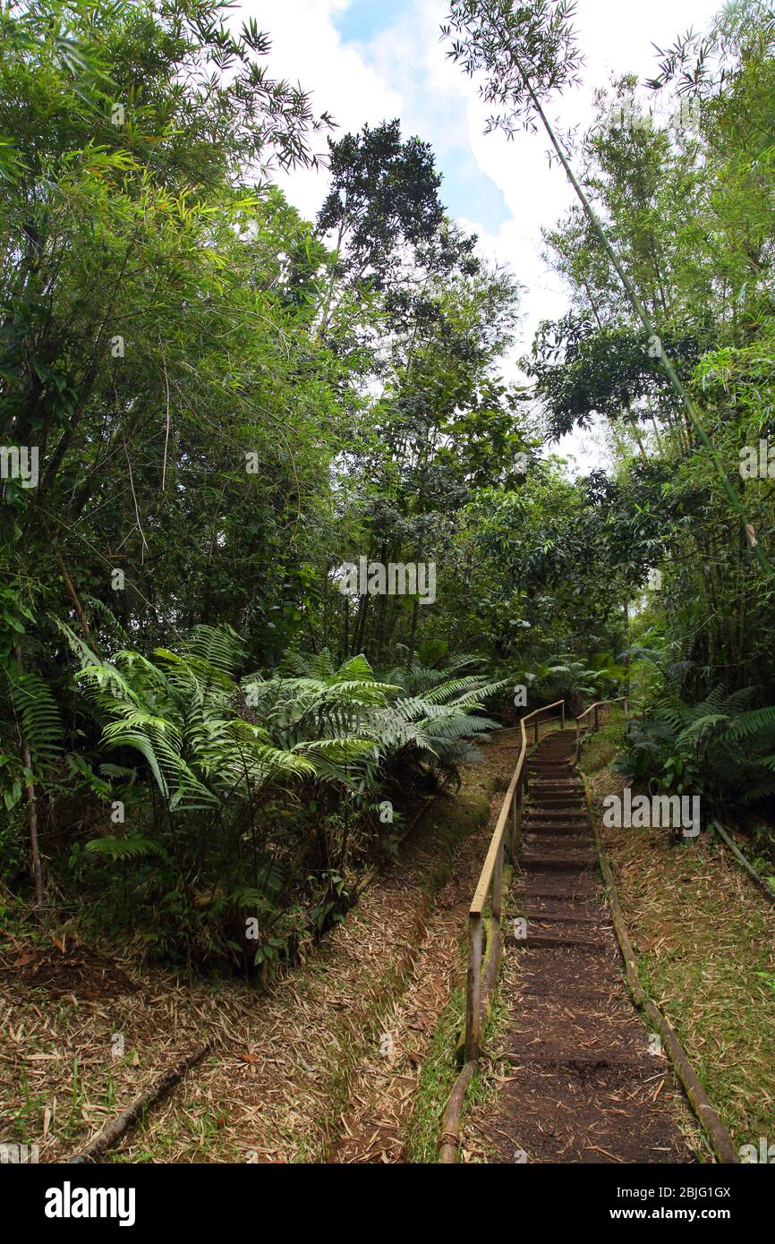 Grand Etang Forest Reserve Grenada Ferns Stock Photo - Alamy