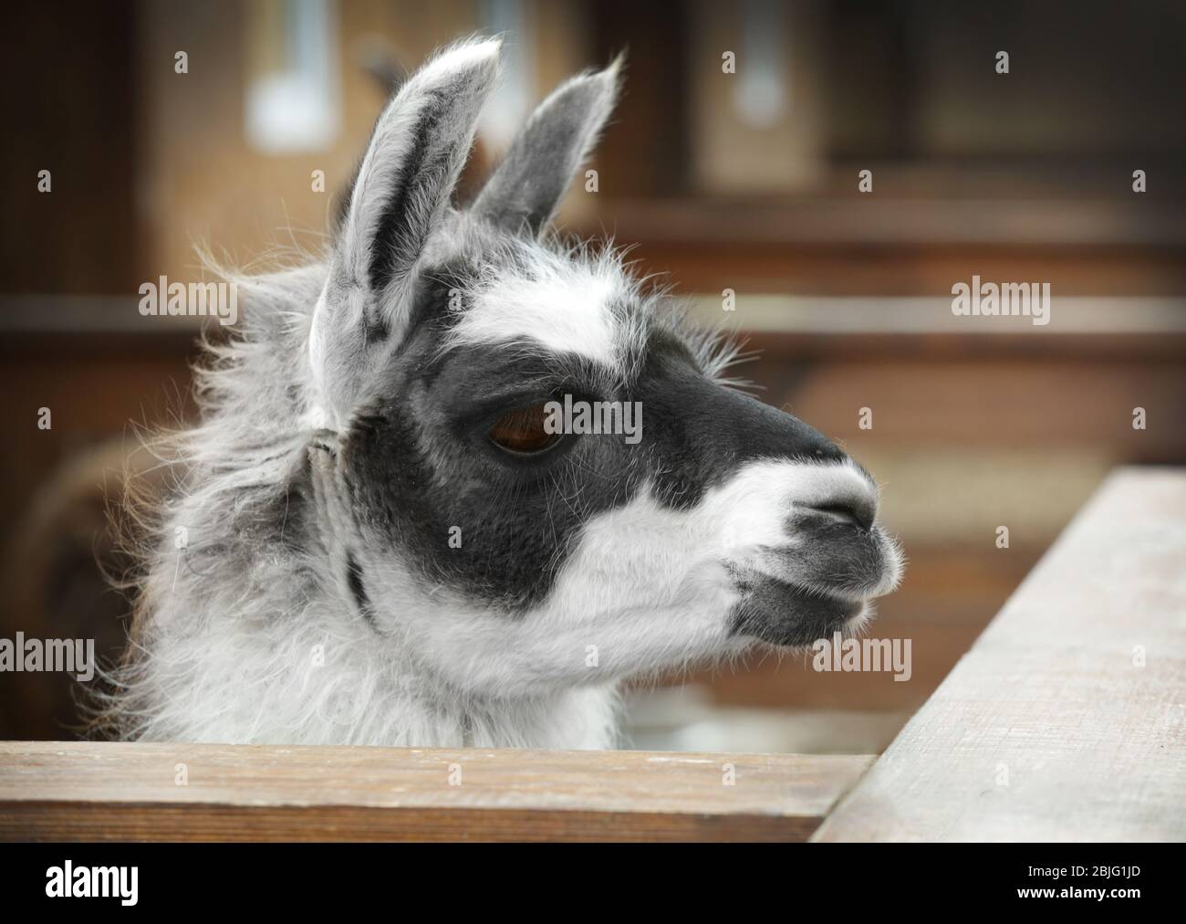 Cute funny lama in zoological garden, closeup Stock Photo - Alamy
