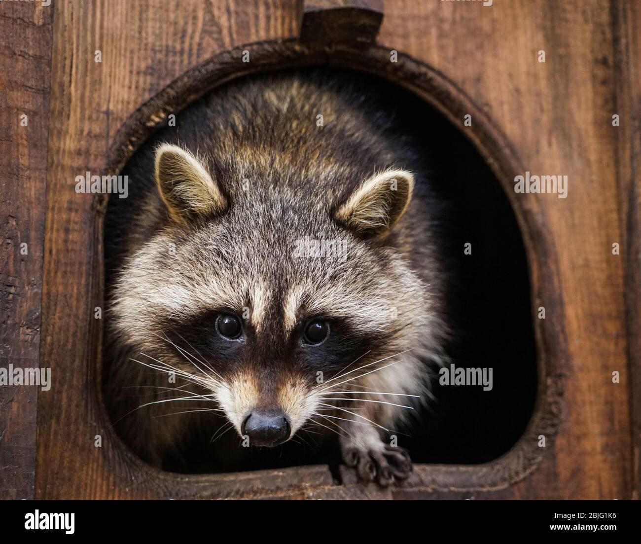 Cute funny raccoon in zoological garden Stock Photo - Alamy
