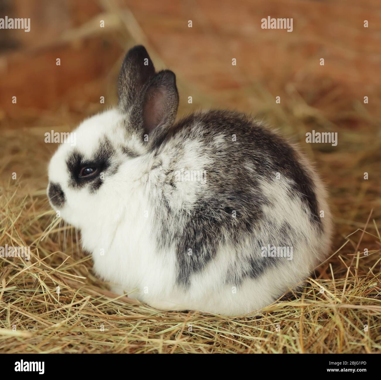 Cute funny rabbit in zoological garden Stock Photo - Alamy