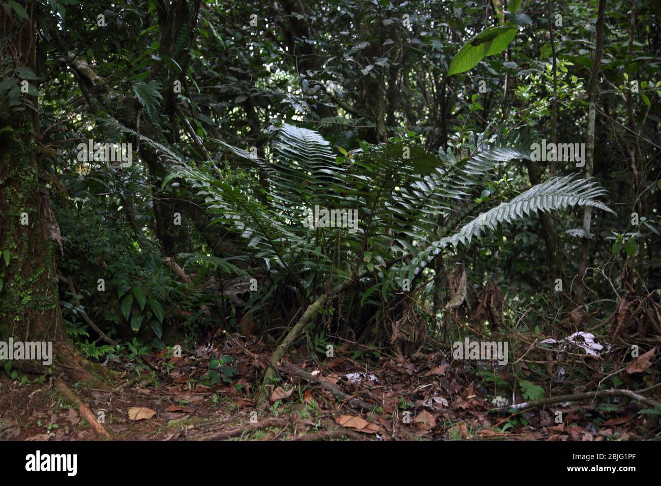 Grand Etang Forest Reserve Grenada Ferns Stock Photo - Alamy