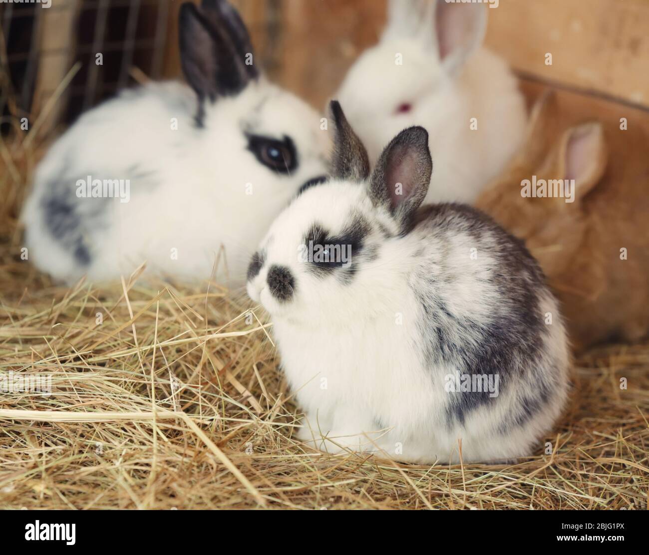 Funny rabbits hi-res stock photography and images - Alamy