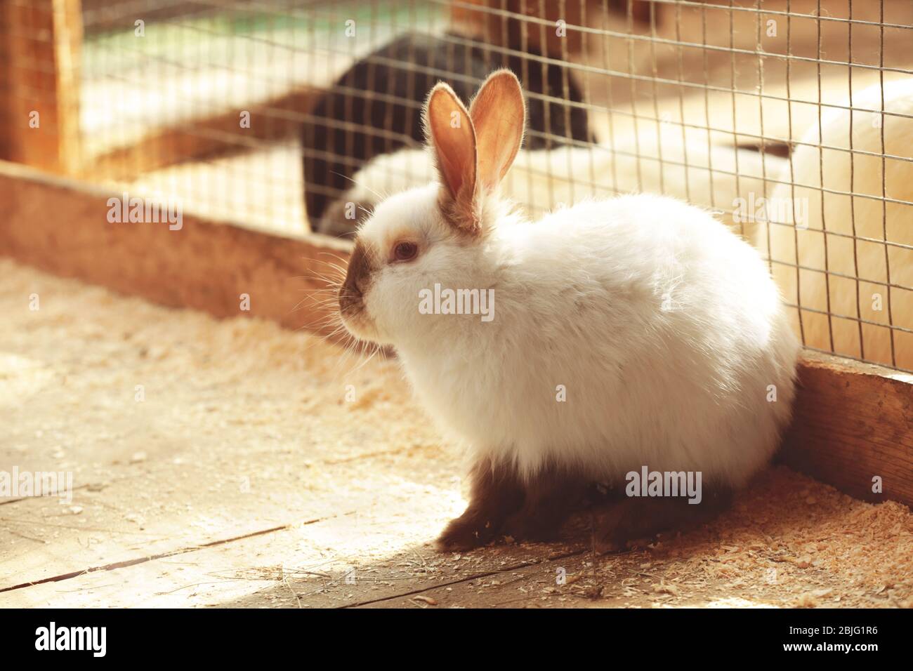Cute funny rabbit in zoological garden Stock Photo - Alamy