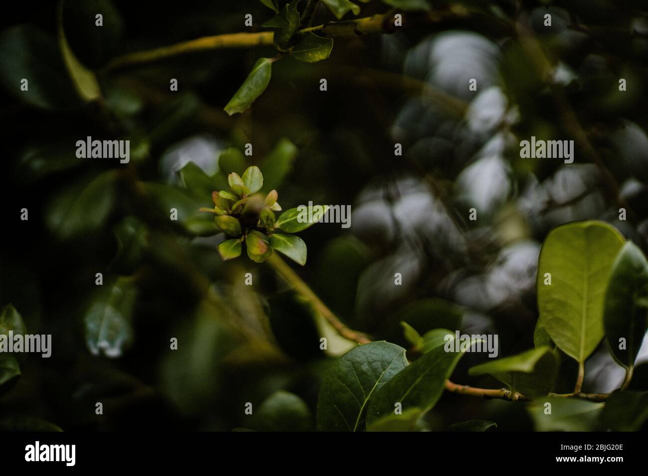 Green leaves new spring growth Stock Photo - Alamy