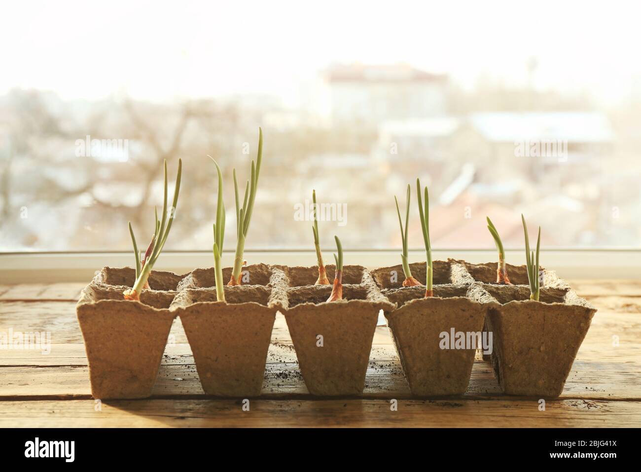 Plant cultivation on wooden window sill Stock Photo - Alamy