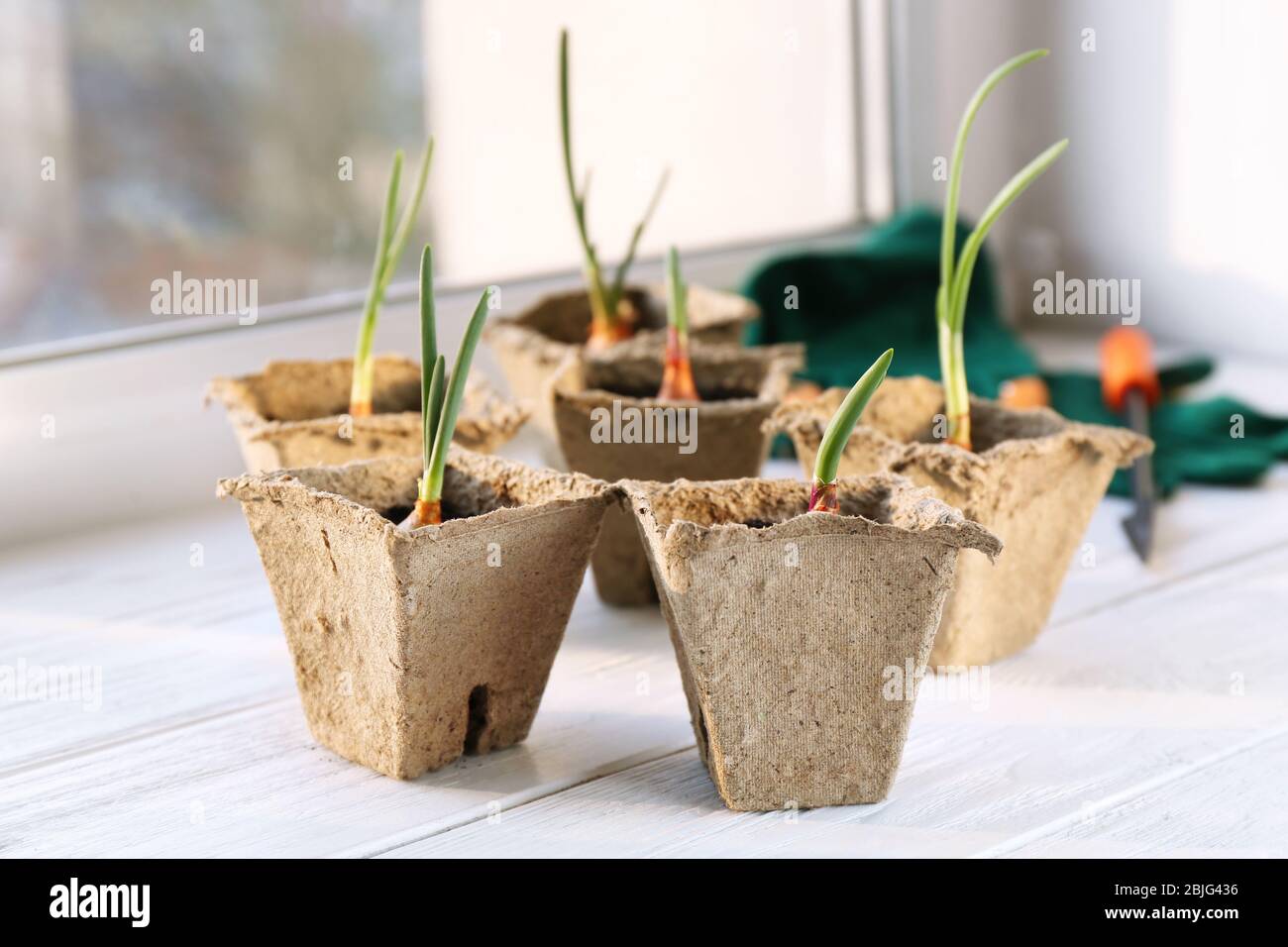 Plant cultivation on white wooden window sill Stock Photo - Alamy