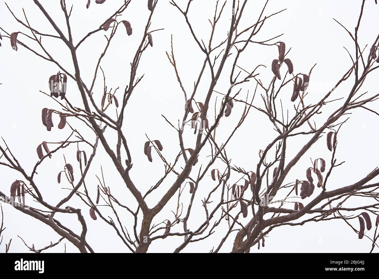 Kentucky coffeetree, Gymnocladus dioicus, bare branches and seed pods ...