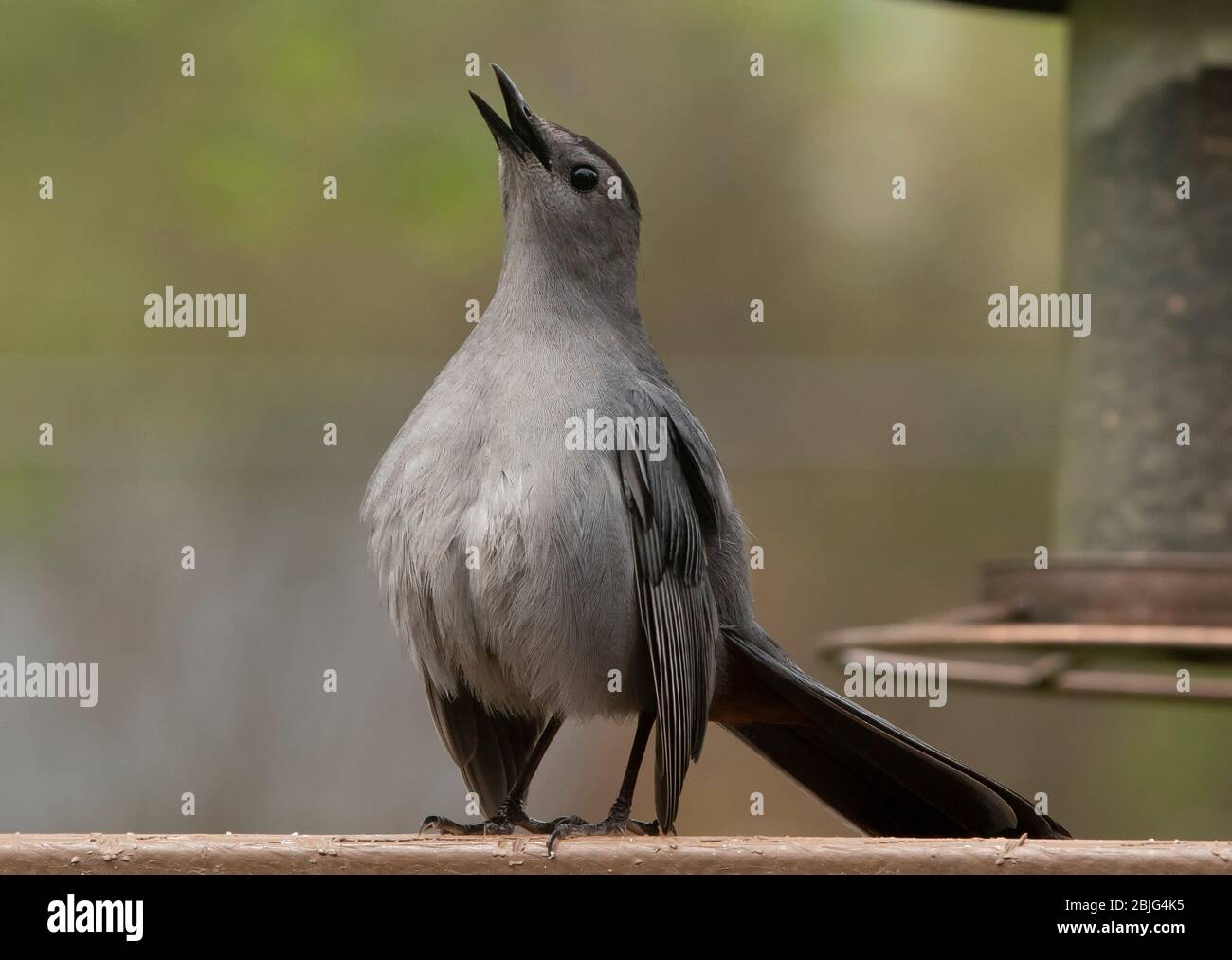Catbird chirping hi-res stock photography and images - Alamy