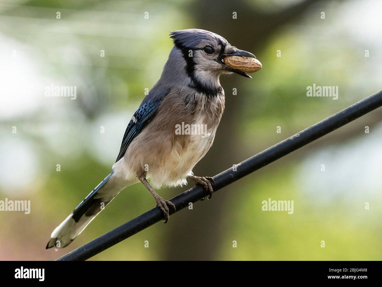 Blue Jay on the wire Stock Photo - Alamy