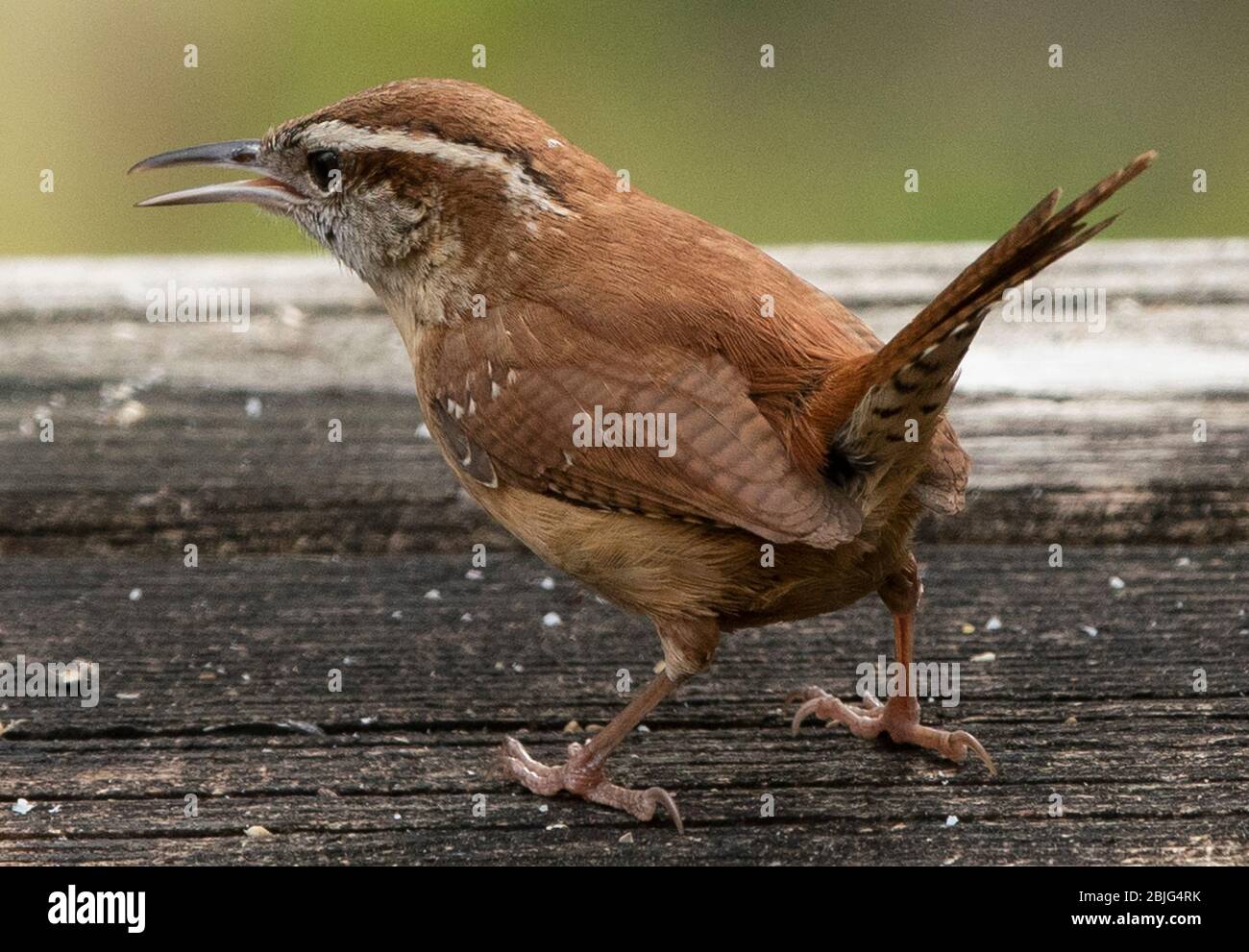 Little wren hi-res stock photography and images - Alamy