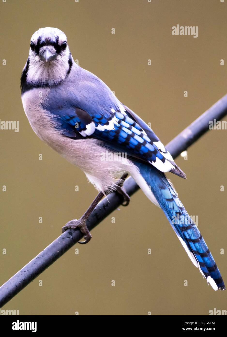 Big blue bird Stock Photo - Alamy