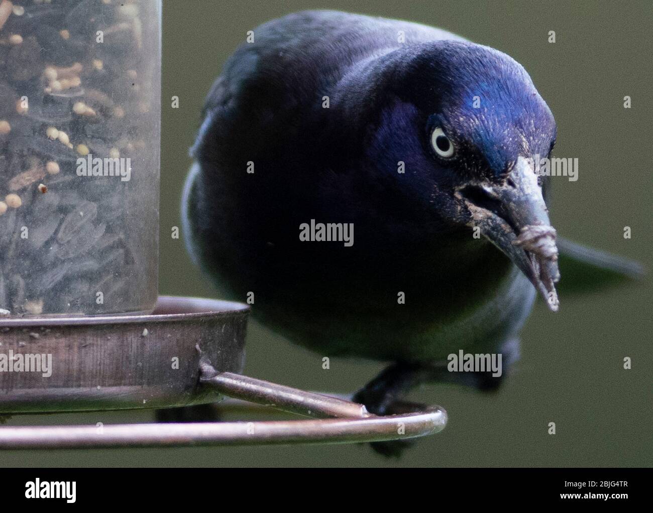 Big beak hi-res stock photography and images - Alamy